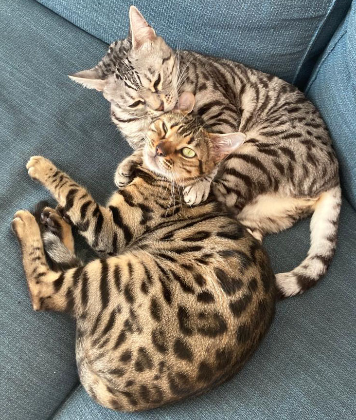 La naissance des chatons de Ruby – Les jardins de Tia